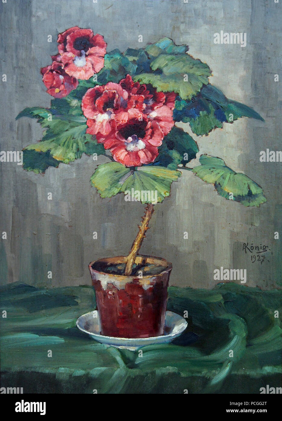 Albert König Blume im Topf 01 Stock Photo - Alamy