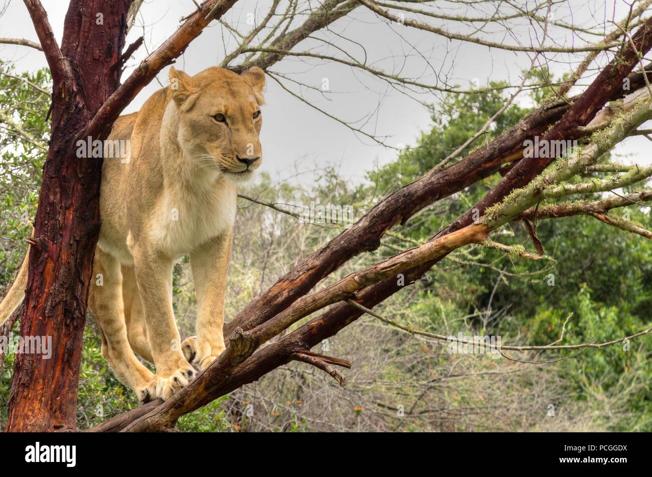 African Lioness in a Tree Stock Photo - Alamy
