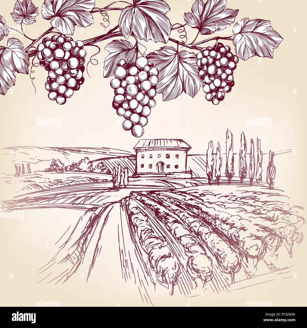 grape vine, Vineyard, grape hand drawn vector illustration realistic ... grape vine, Vineyard, grape hand drawn vector illustration realistic ...