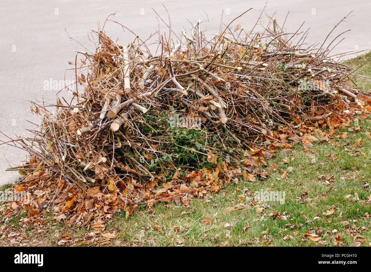 Pile of cut old dry tree branches with autumn fall leaves on them ...