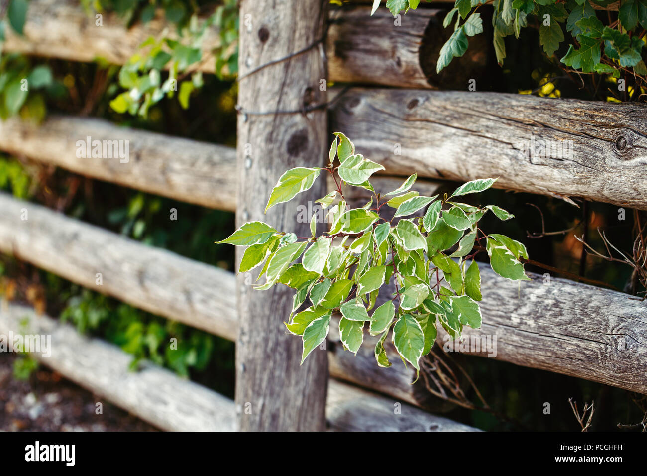 Wooden country village fence made of big large logs, trees plants ...