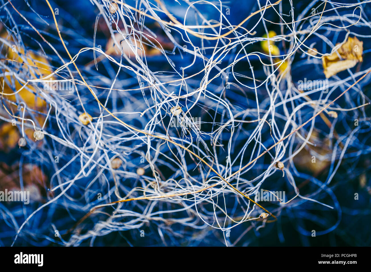 Beautiful colorful fairy dreamy magic textured background with tangled ...