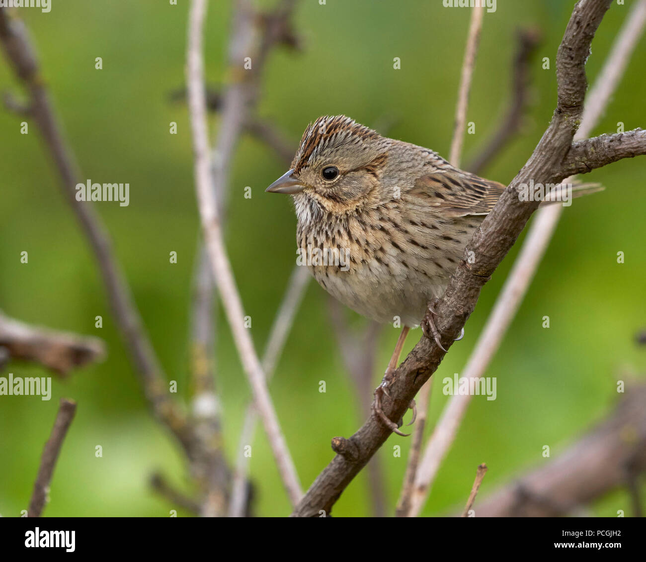 Lincoln's Sparrow (Melospiza lincolnii), Sacramento County California ...