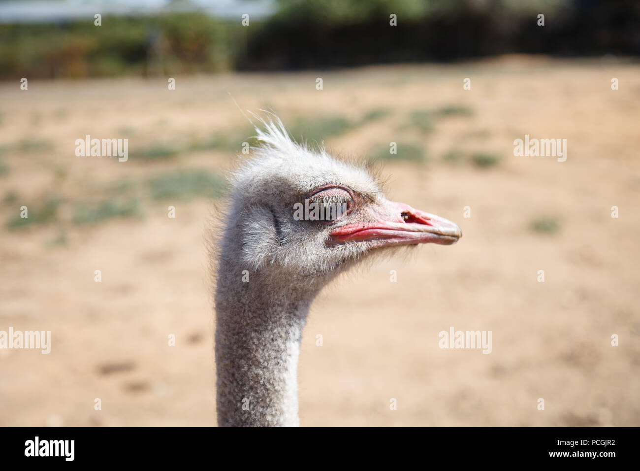 Portrait of an ostrich close up on a sunny day Stock Photo - Alamy