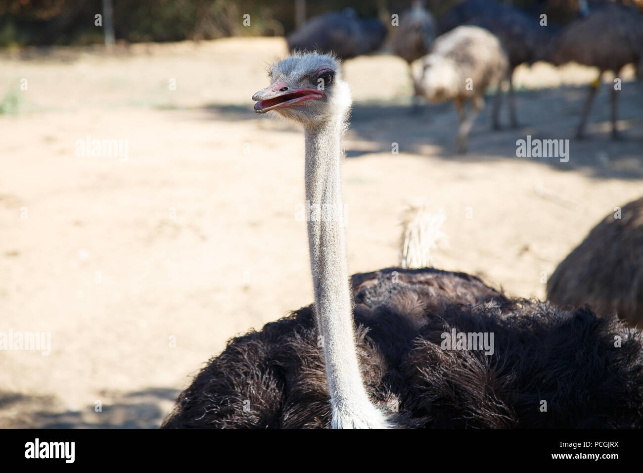 Portrait of an ostrich close up on a sunny day Stock Photo - Alamy