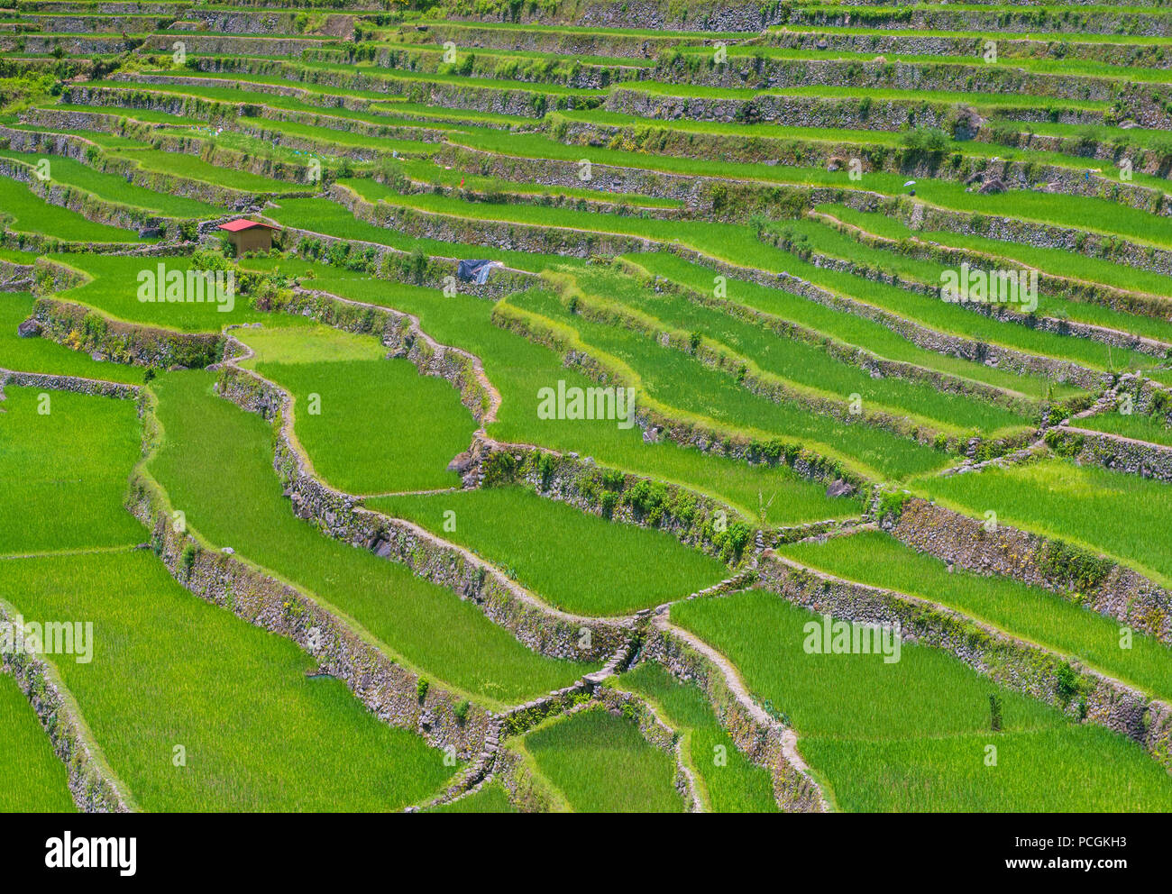 View of rice terraces fields in Banaue, Philippines. The Banaue rice ...