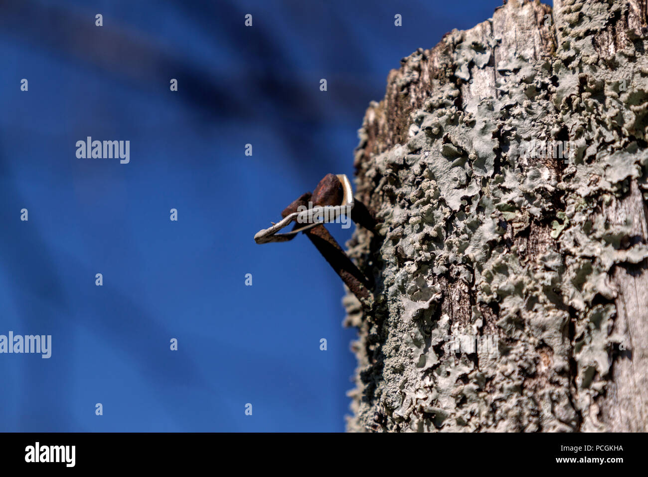 Rusty nails and an old pull tab from an aluminum can on a fungus ...