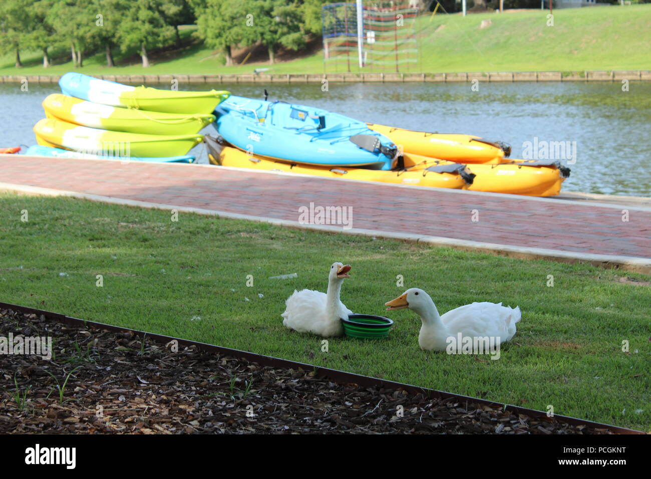 Funny geese talking to each other Stock Photo - Alamy