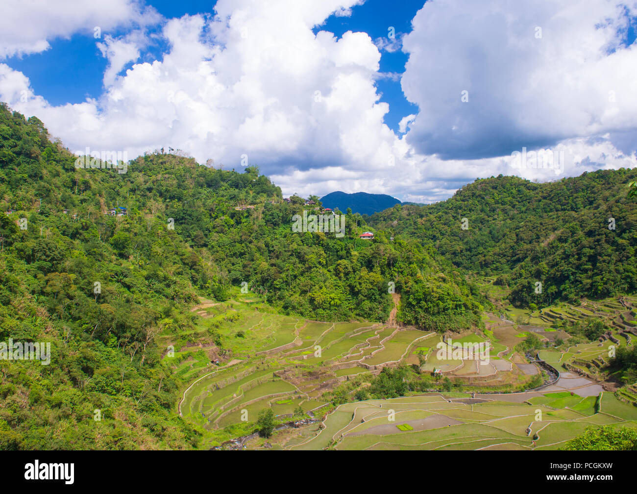 View of rice terraces fields in Banaue, Philippines. The Banaue rice ...