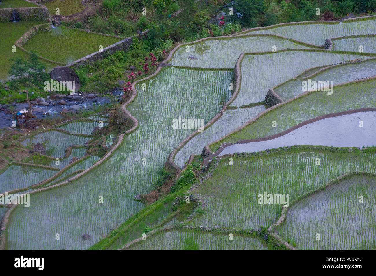 View of rice terraces fields in Banaue, Philippines. The Banaue rice ...