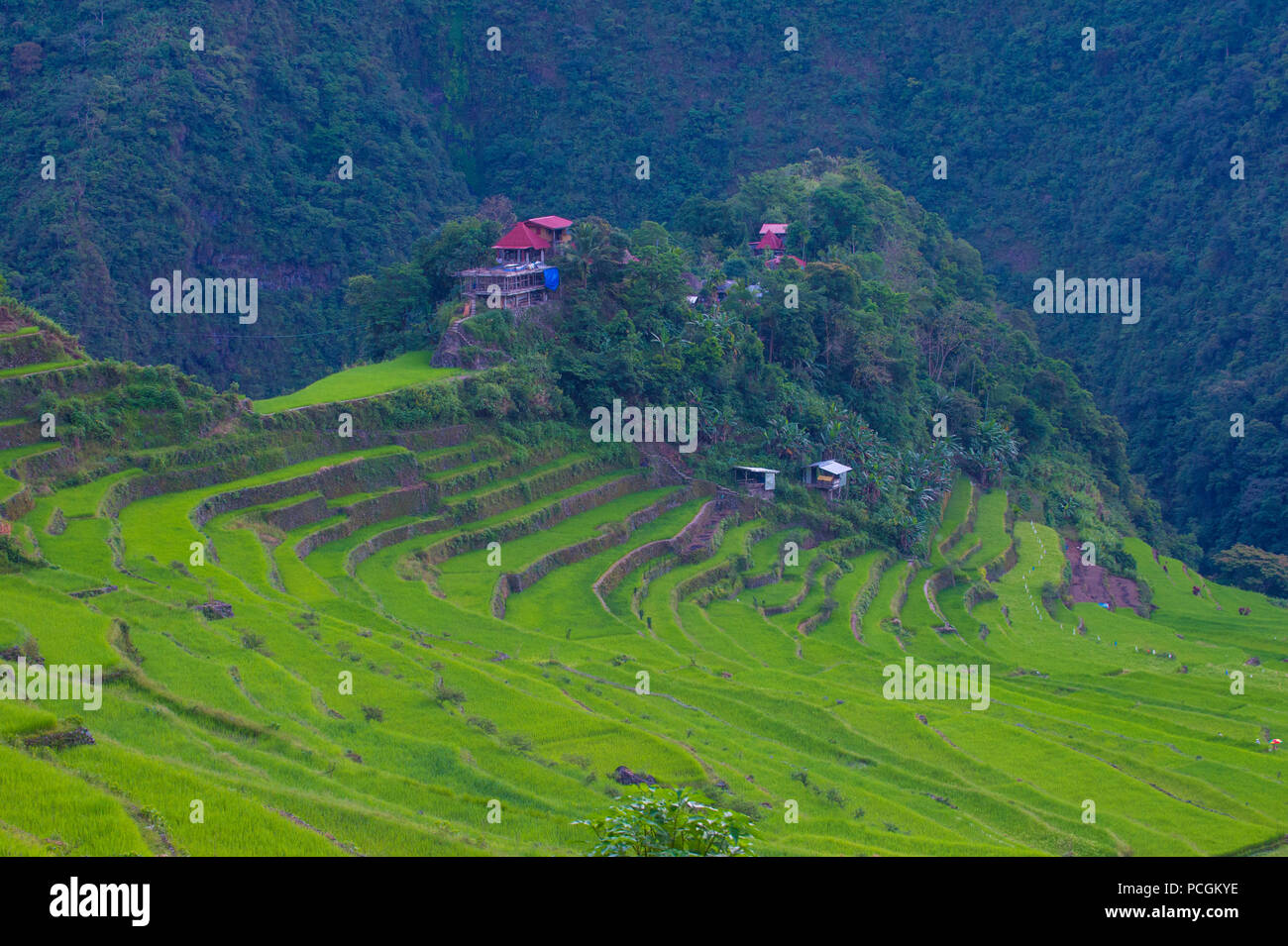 View of rice terraces fields in Banaue, Philippines. The Banaue rice ...