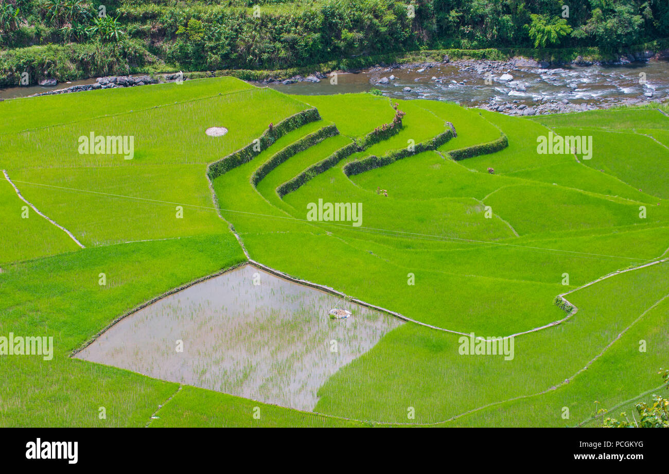 View of rice terraces fields in Banaue, Philippines. The Banaue rice ...
