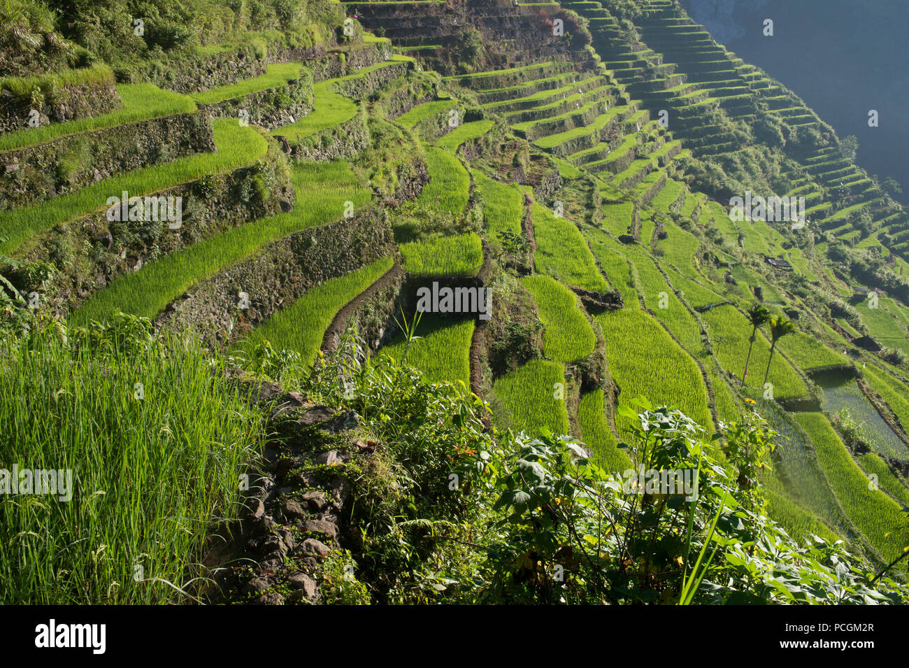 View of rice terraces fields in Banaue, Philippines. The Banaue rice ...