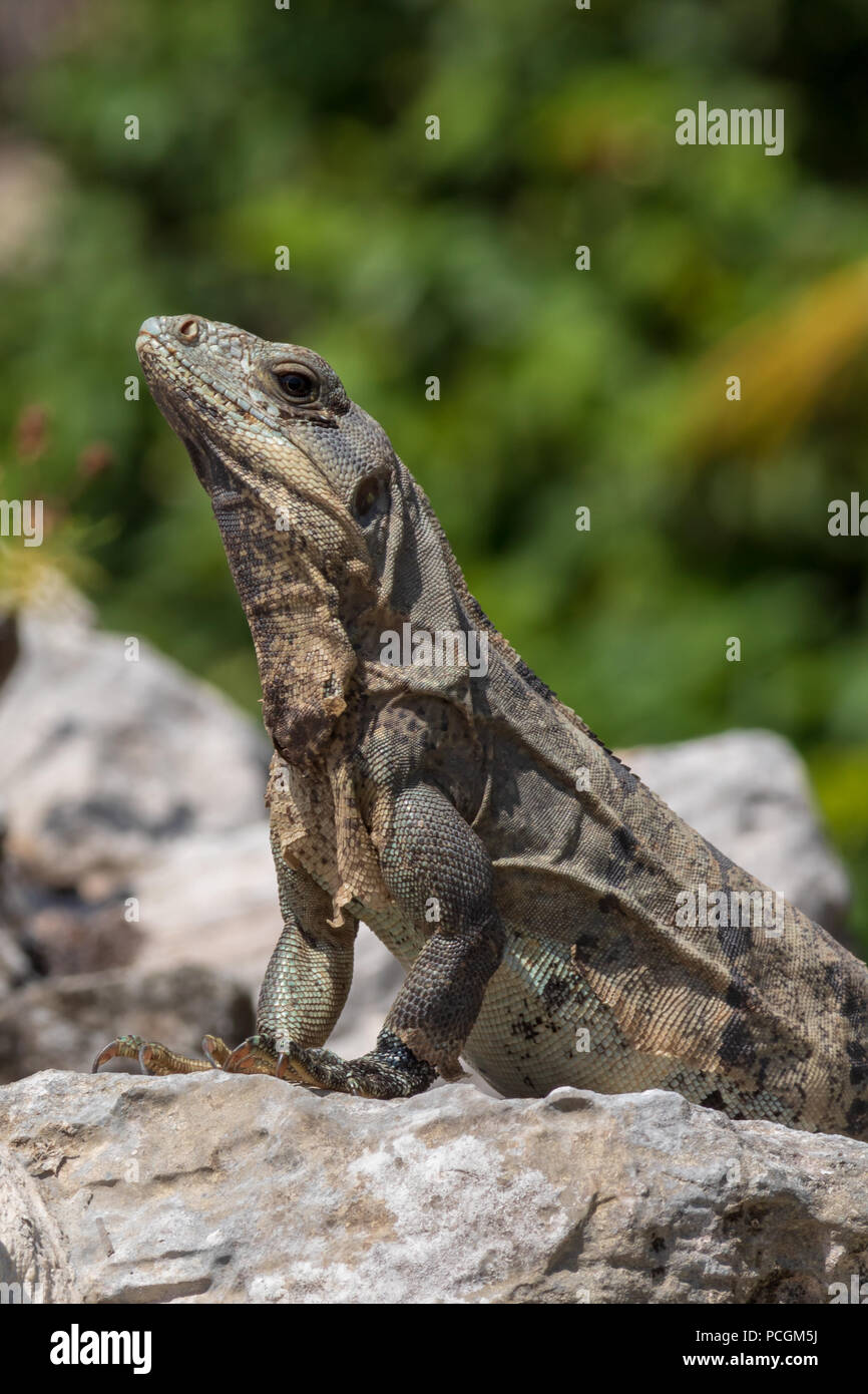 Scaly Tail Stock Photos & Scaly Tail Stock Images - Alamy
