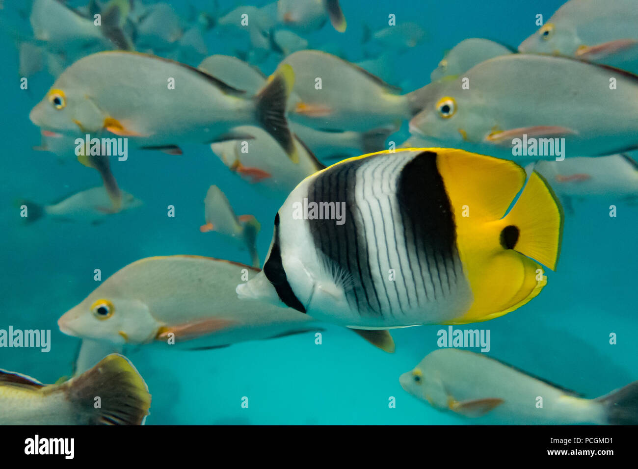 The abundant fish life while snorkeling at the aquarium in Rangiroa ...