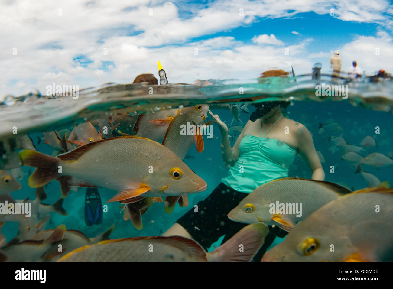 The abundant fish life while snorkeling at the aquarium in Rangiroa ...