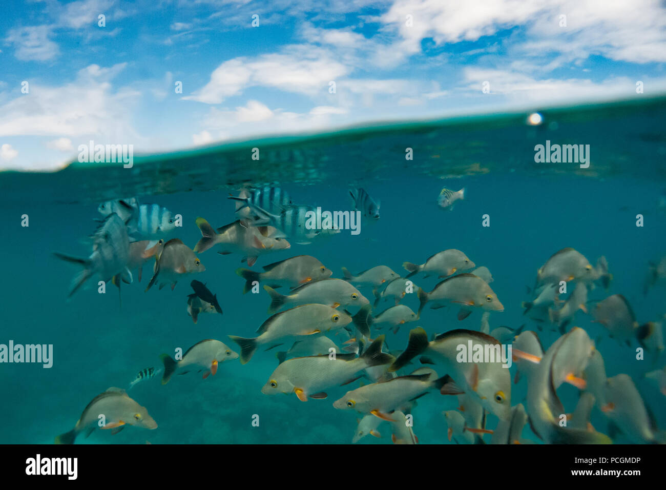 The abundant fish life while snorkeling at the aquarium in Rangiroa ...