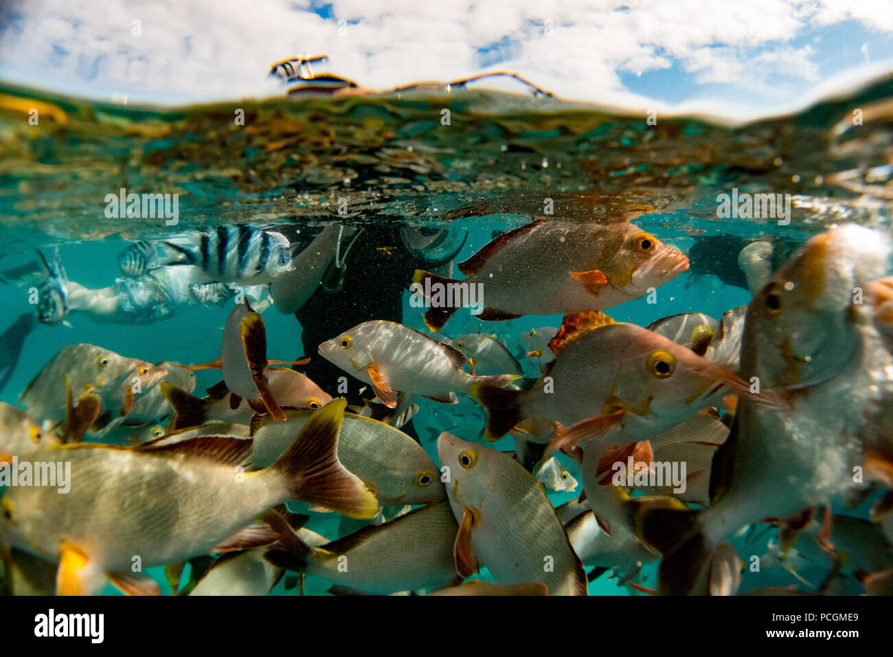 The abundant fish life while snorkeling at the aquarium in Rangiroa ...