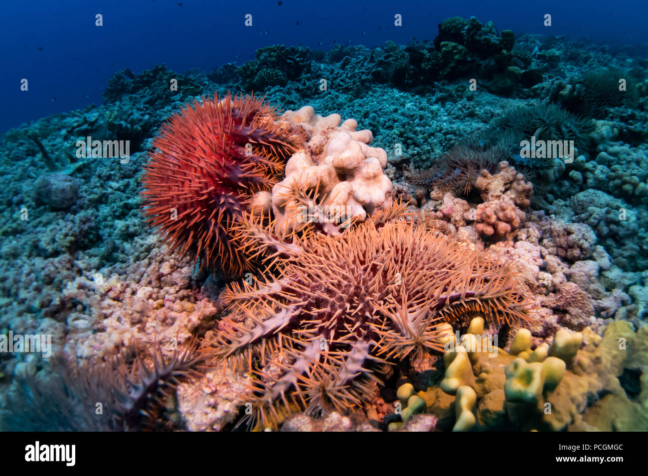 Crown Of Thorns Starfish Eating Coral