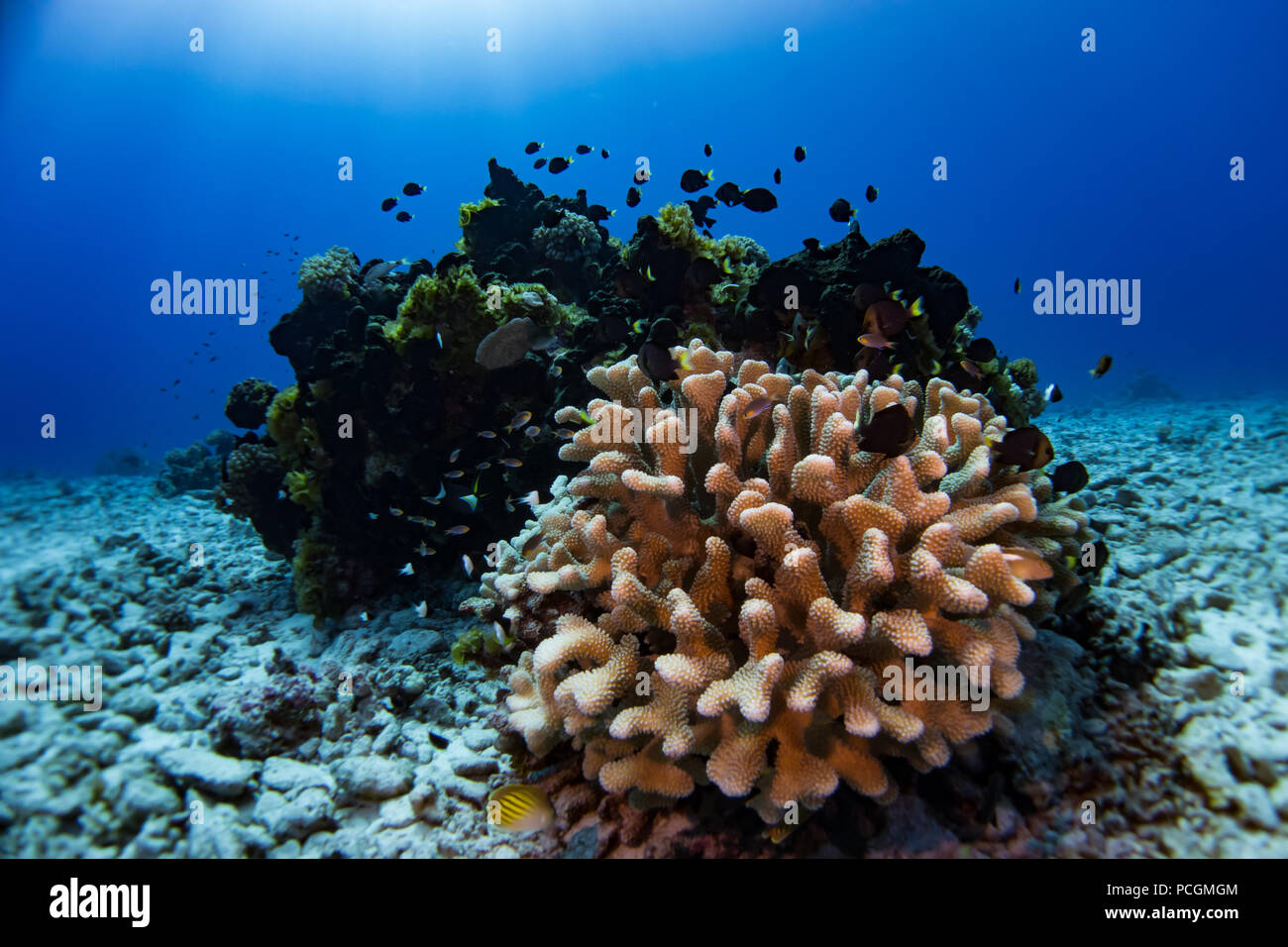 Beautiful little coral heads of the genus Pocillopora while diving at ...