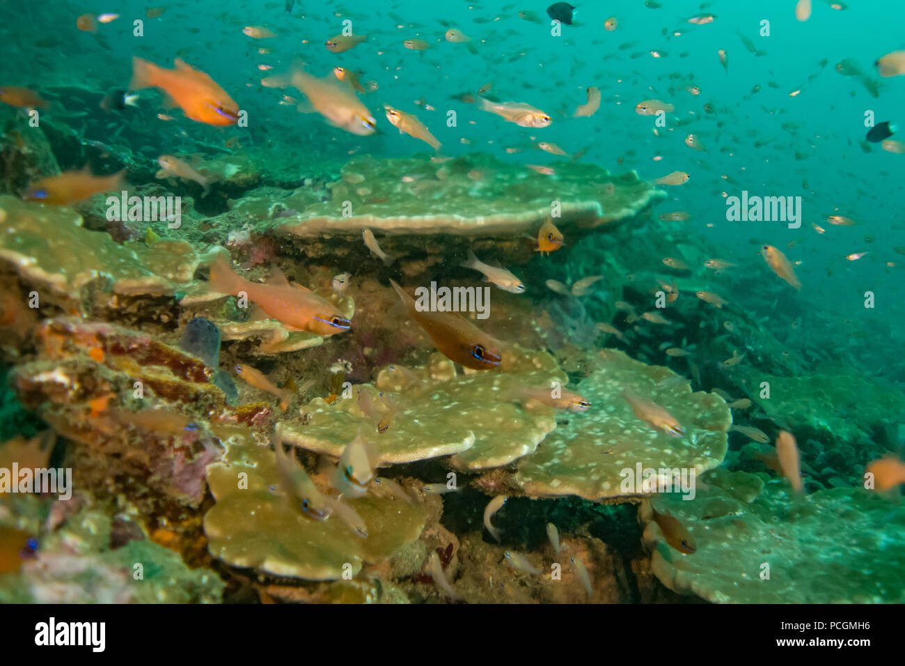 Hiva oa island hi-res stock photography and images - Alamy