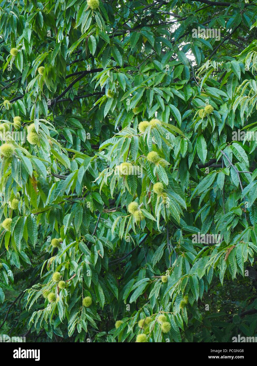 South Korea's chestnut tree Stock Photo - Alamy