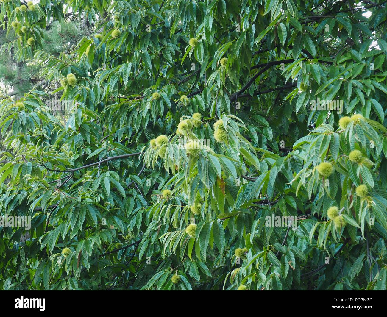 American chestnut fruit castanea hi-res stock photography and images ...