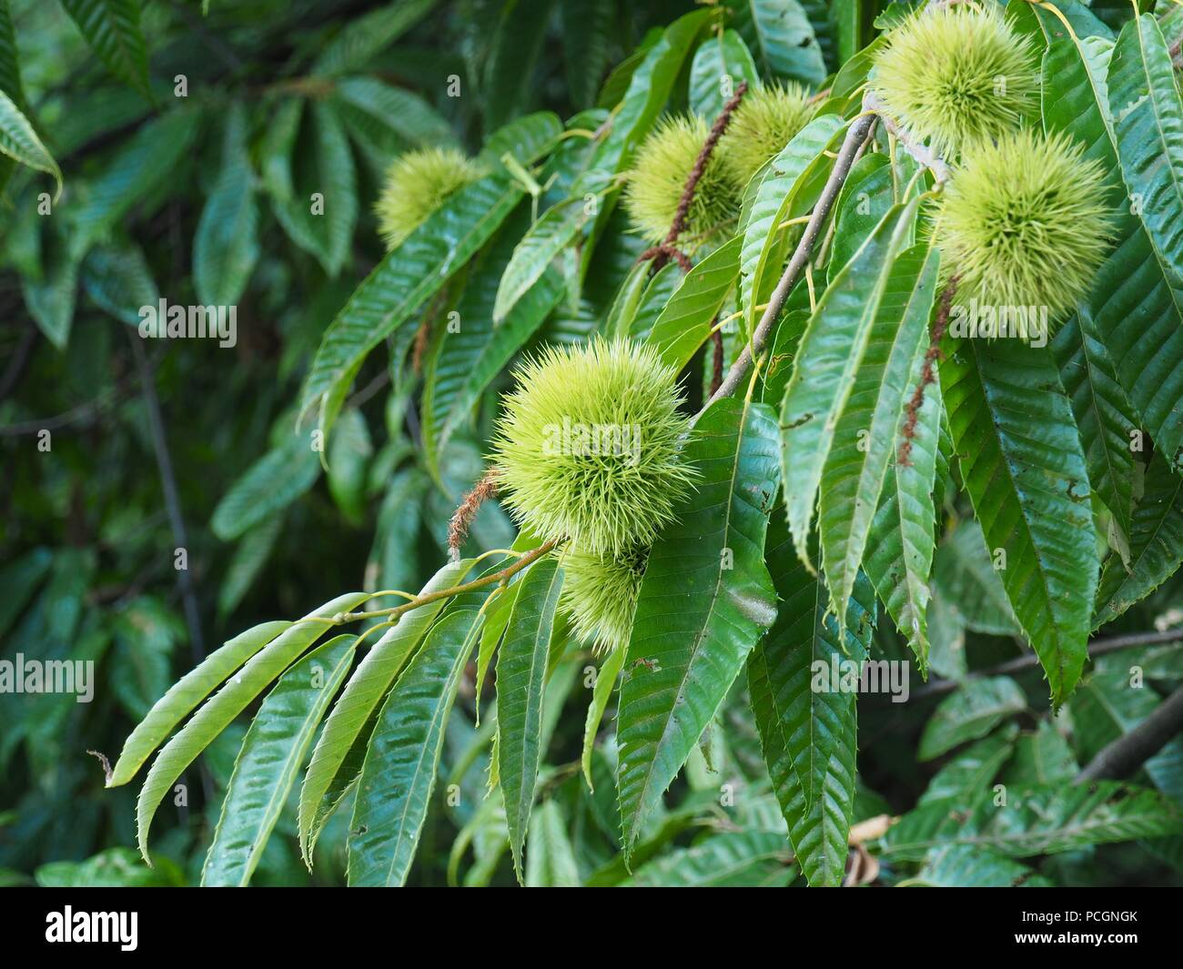 South Korea's chestnut tree Stock Photo - Alamy