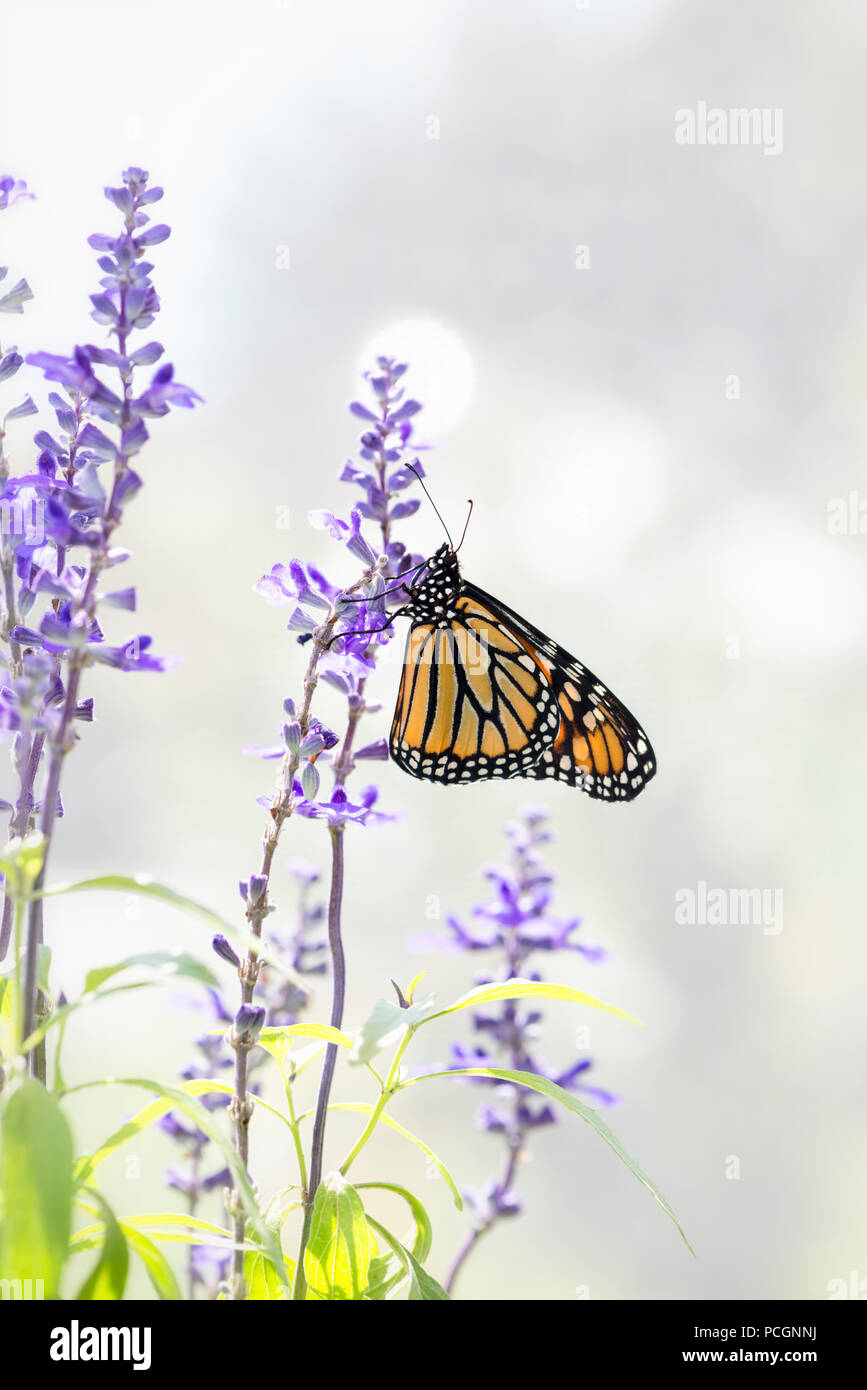 Monarch Butterfly Danaus plexippus resting on a stalk of purple salvia ...