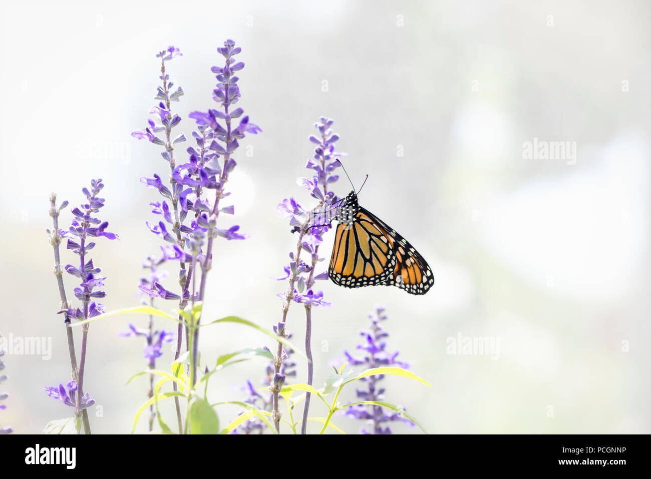 Monarch Butterfly Danaus plexippus resting on a stalk of purple salvia ...