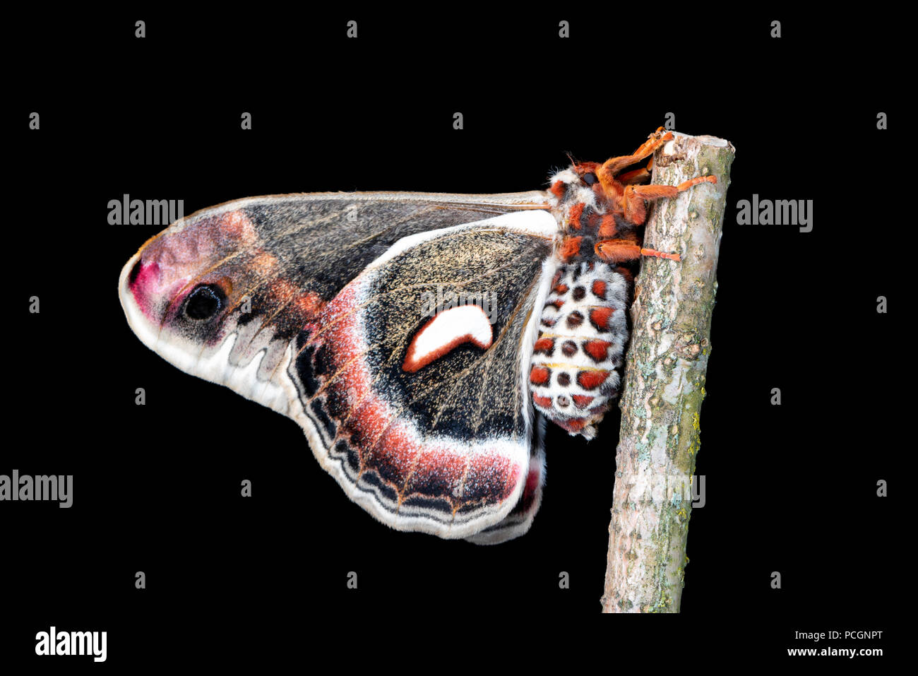 Saturniidae Moth Stock Photos & Saturniidae Moth Stock Images - Alamy