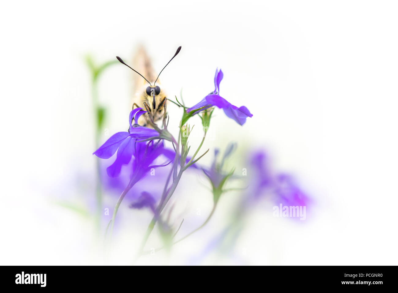 Clodius Parnassian butterfly resting among wildflowers Stock Photo - Alamy
