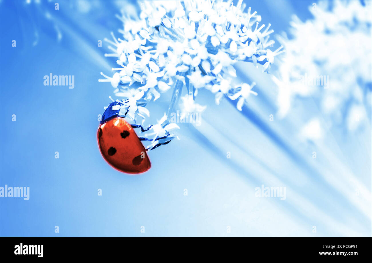 the Ladybug (ladybird Stock Photo - Alamy