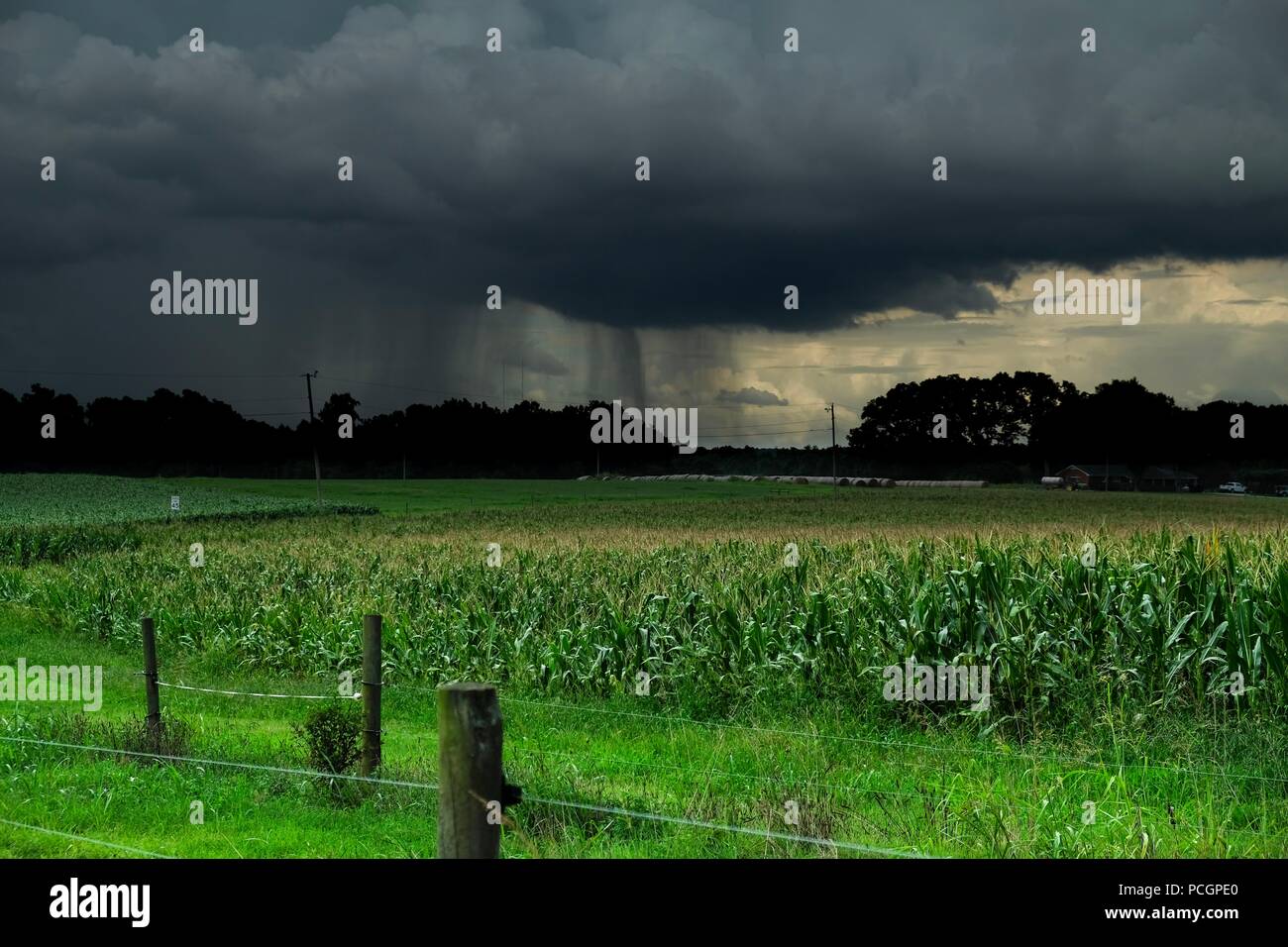 A heavy rain shower across the distance over corn fields Stock Photo ...