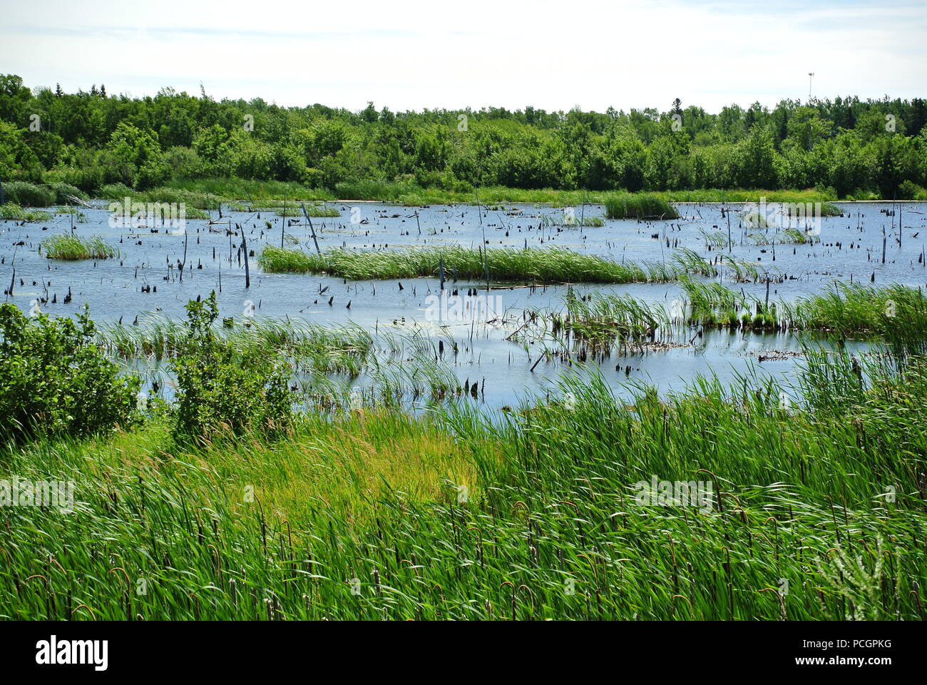 Swamps and marshlands hi-res stock photography and images - Alamy