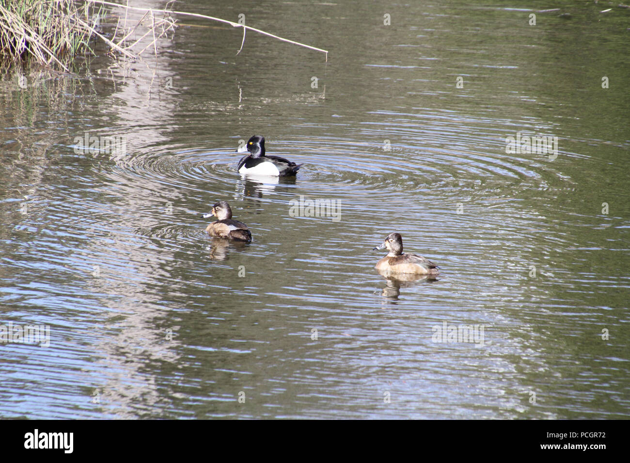 American widgeon ducks hi-res stock photography and images - Alamy