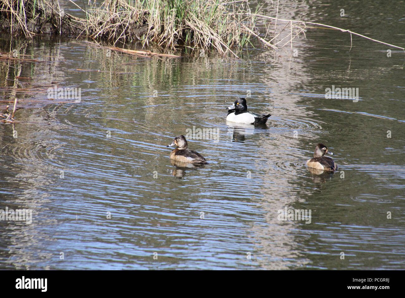 American widgeon ducks hi-res stock photography and images - Alamy