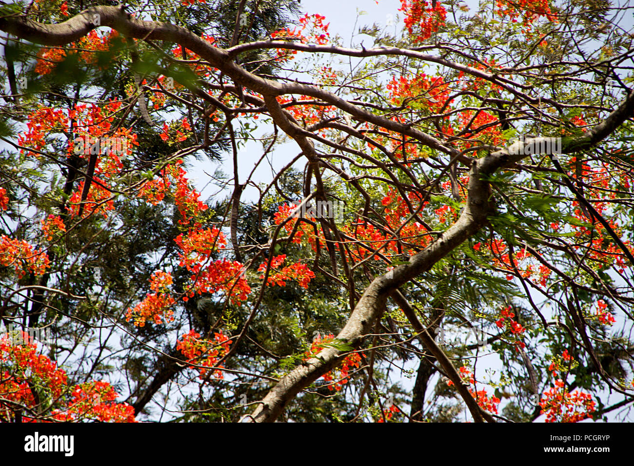 Mayflower Tree