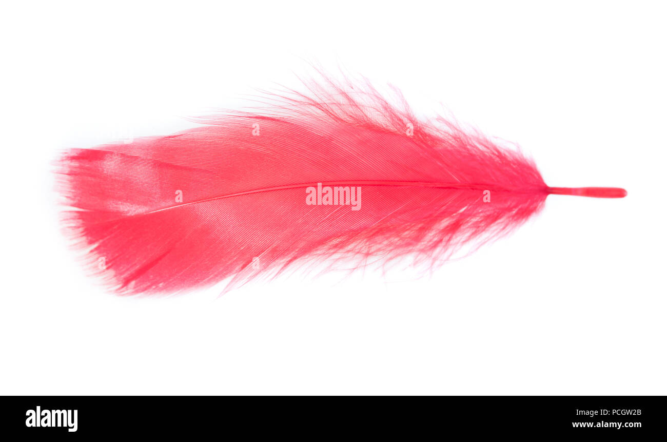 red bird feather isolated on white Stock Photo - Alamy