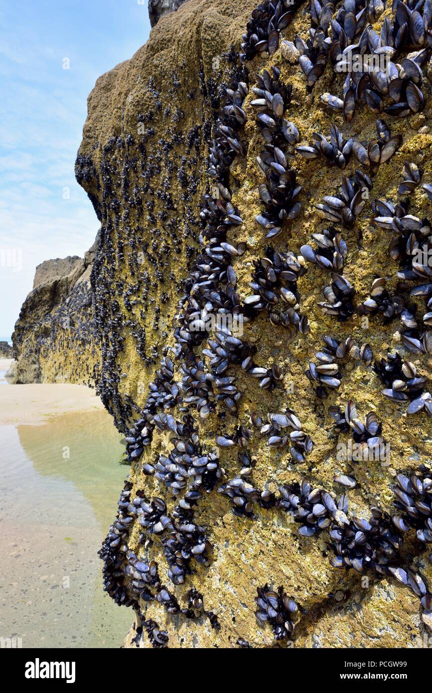 Blue mussels,common mussels,clinging to some rocks at Bedruthan steps ...