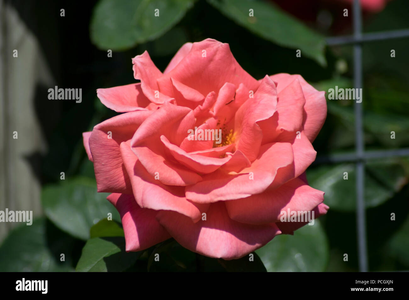 a beautiful shot of a pink rose with lovely petals Stock Photo - Alamy