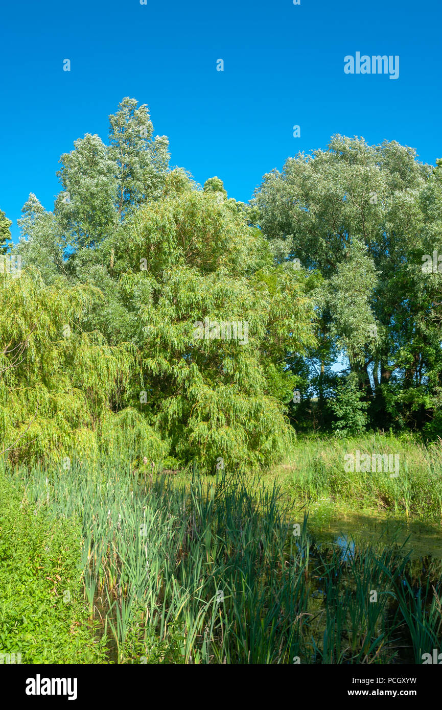 Biotope hi-res stock photography and images - Alamy