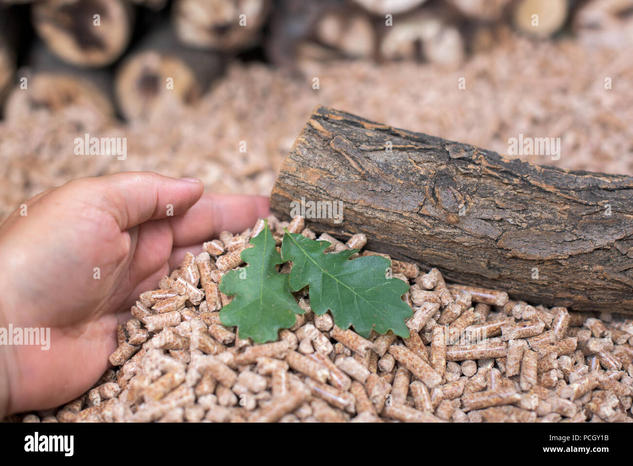 Young oak tree in a pile of pellets - renewable materials Stock Photo ...