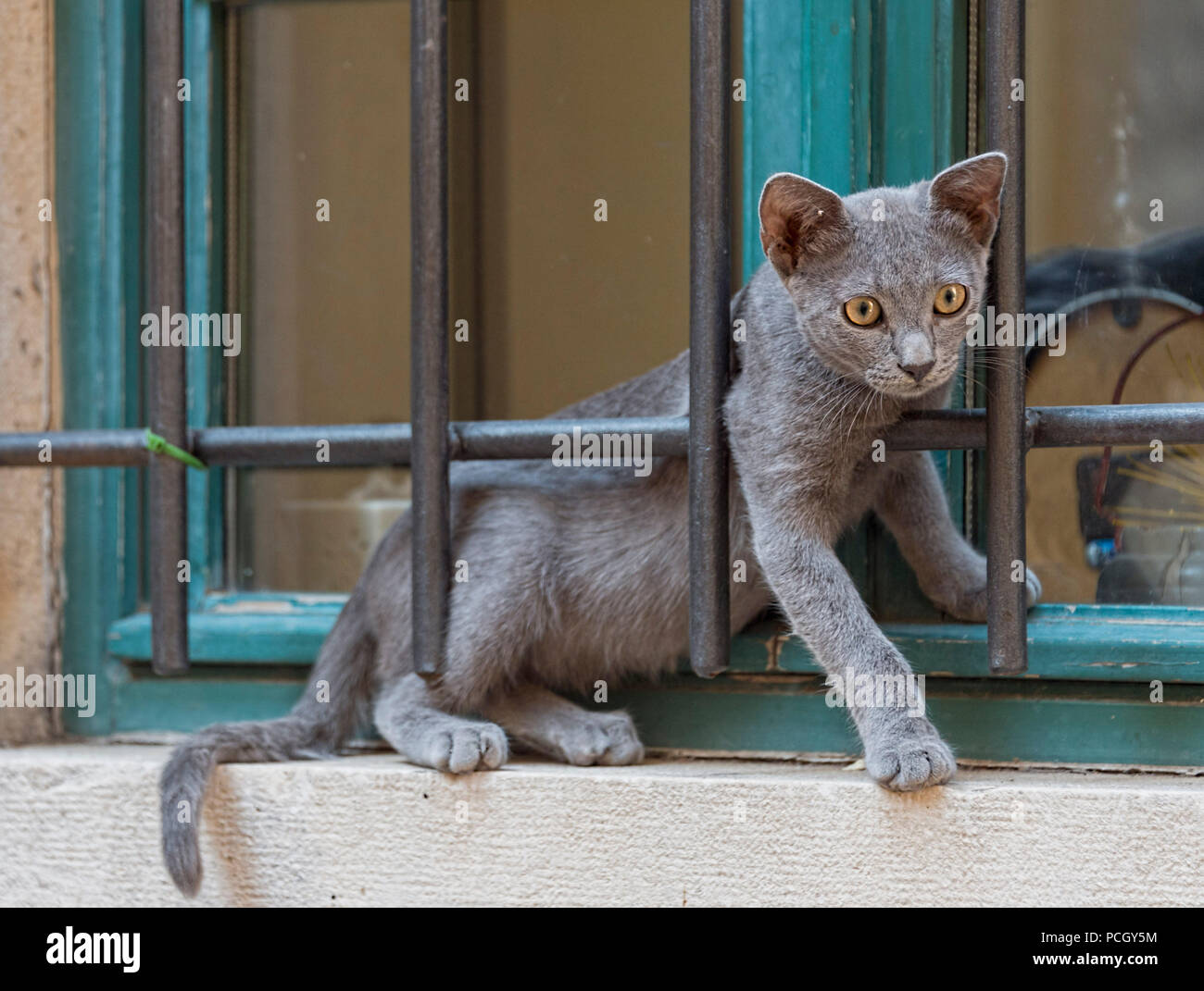 Cat climbing through window bars in Kotor old town Montenegro Stock ...