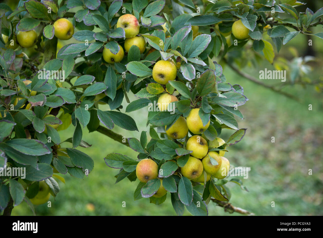 Le Breuil-en-Auge (Normandy, north-western France): Calvados distillery ...