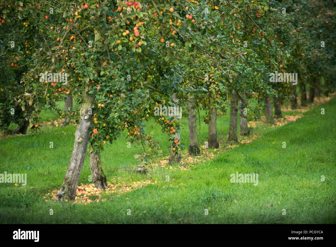 Apple orchard normandy france hi-res stock photography and images - Alamy