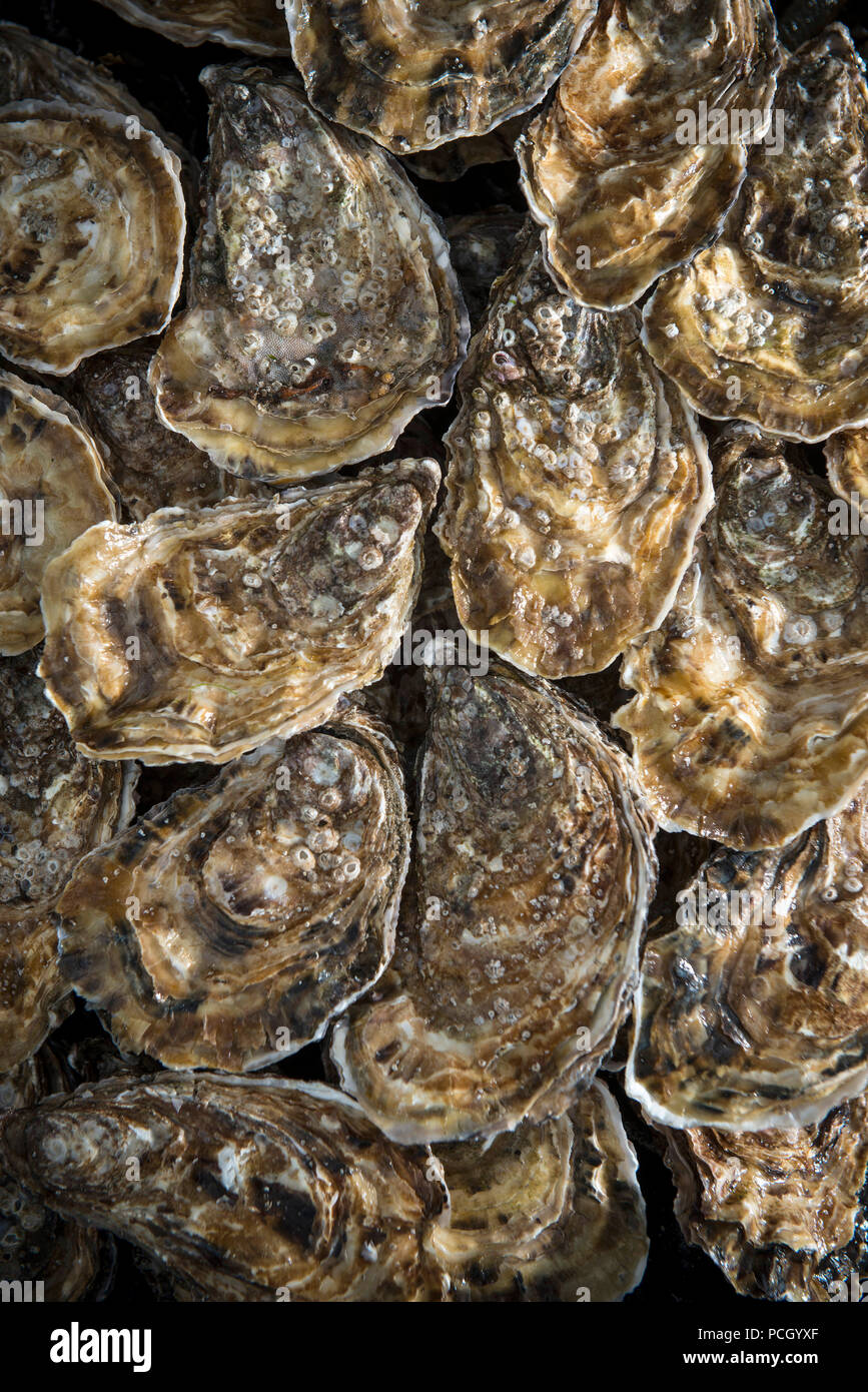 Special oysters from isigny hi-res stock photography and images - Alamy