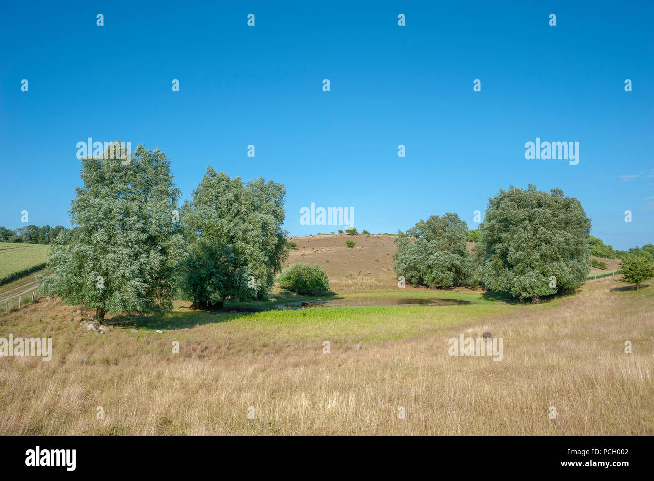 Countryside at Cape Arkona, Putgarten, Rügen, Mecklenburg-Vorpommern ...