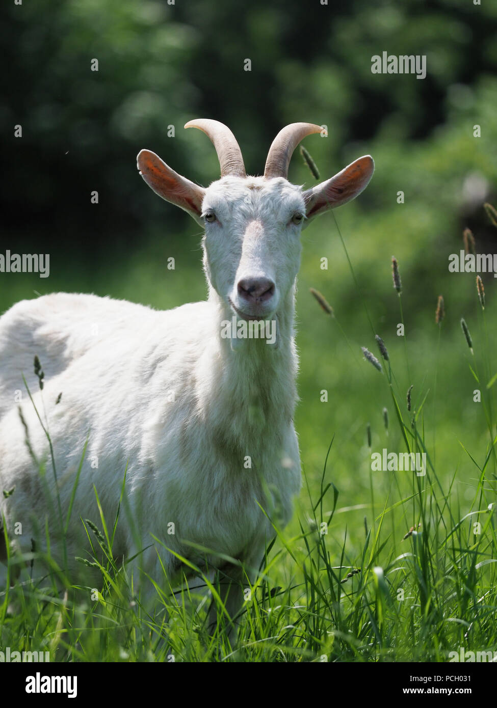 Single goat hi-res stock photography and images - Alamy