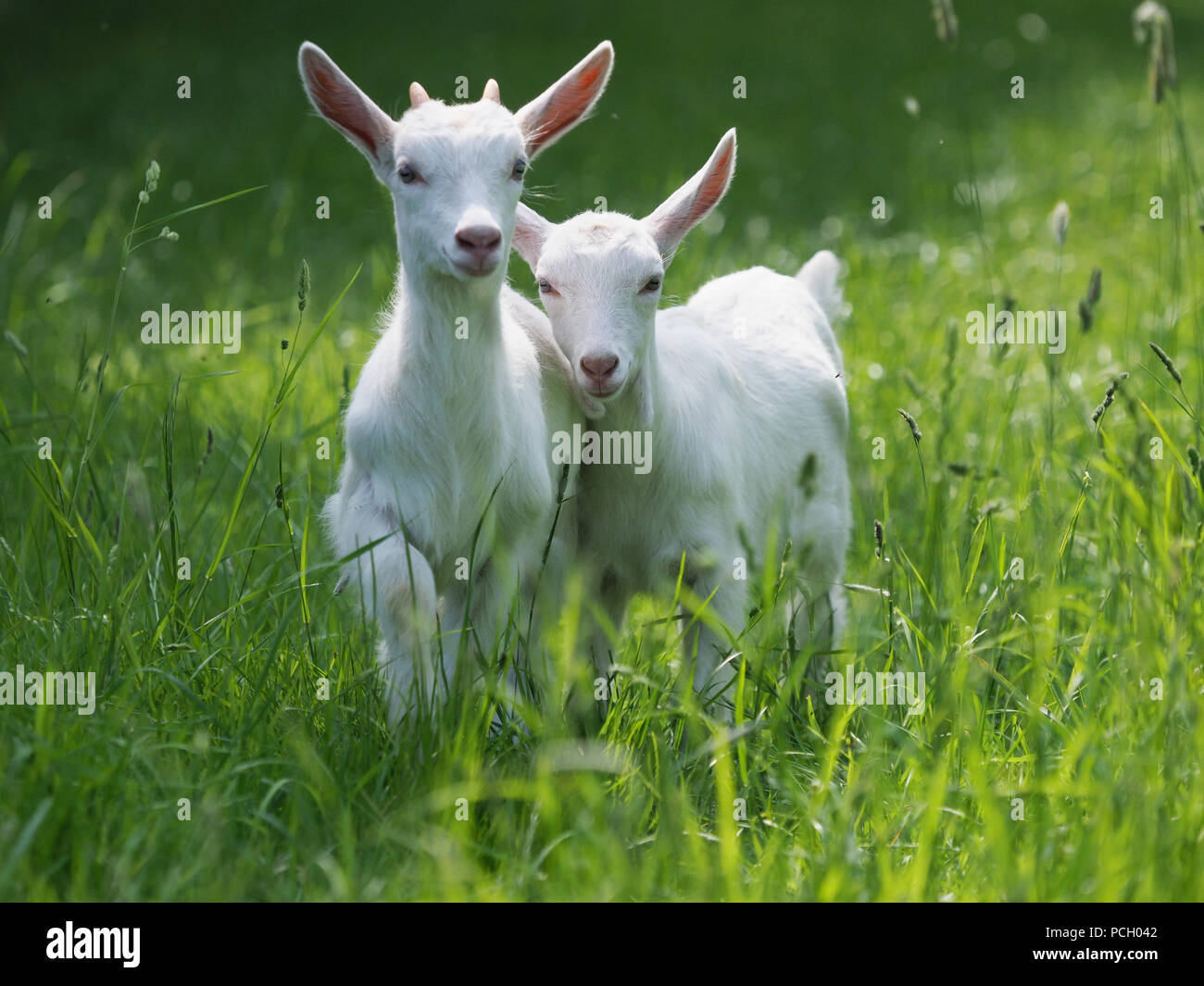 Two baby goats stand in a summer paddock Stock Photo - Alamy